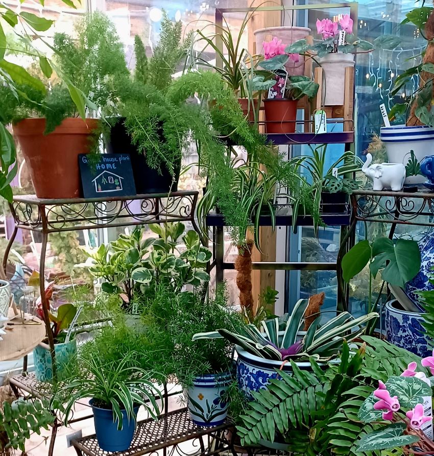 Which Houseplant is Right for Me? A Quick Guide | Omaha Landscaping Blog